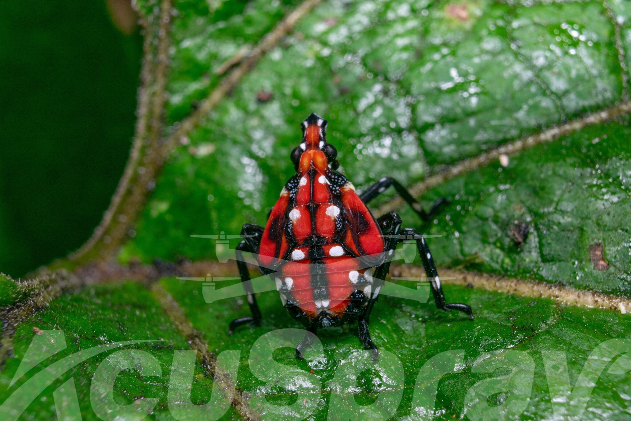 Combating Spotted Lanternfly with AcuSpray's Drone Technology - AcuSpray